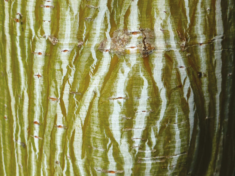 ACER davidii ‘Viper’ - boca-plantes.fr