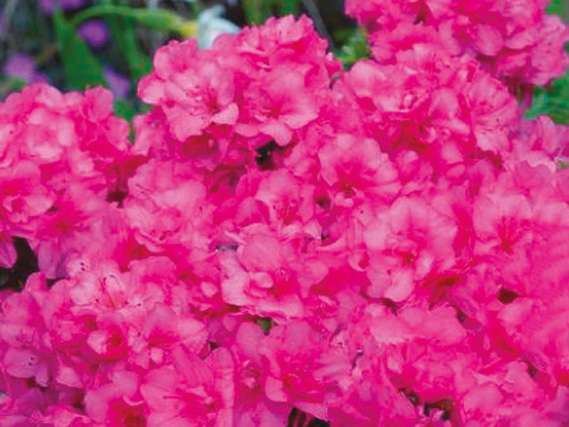 AZALEA japonica Flash Danse ® Pink’ - boca-plantes.fr