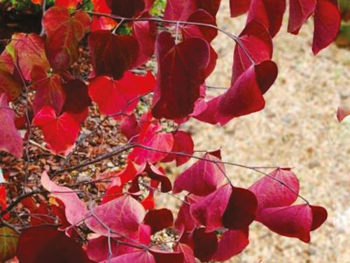 CERCIS canadensis ‘Red Force’ - boca-plantes.fr