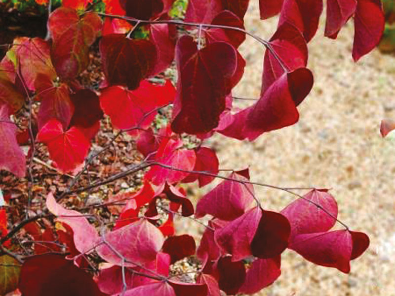 CERCIS canadensis ‘Red Force’ - boca-plantes.fr