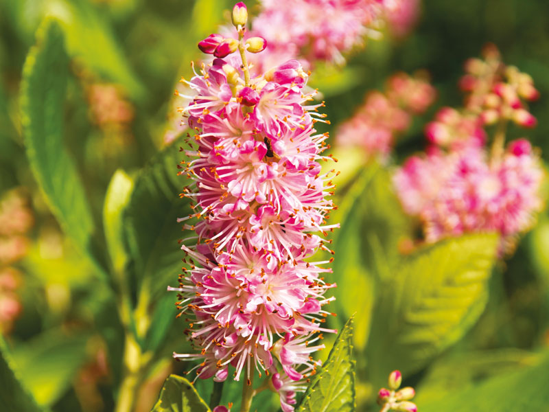 CLETHRA alnifolia ‘Pink Spire’ - boca-plantes.fr