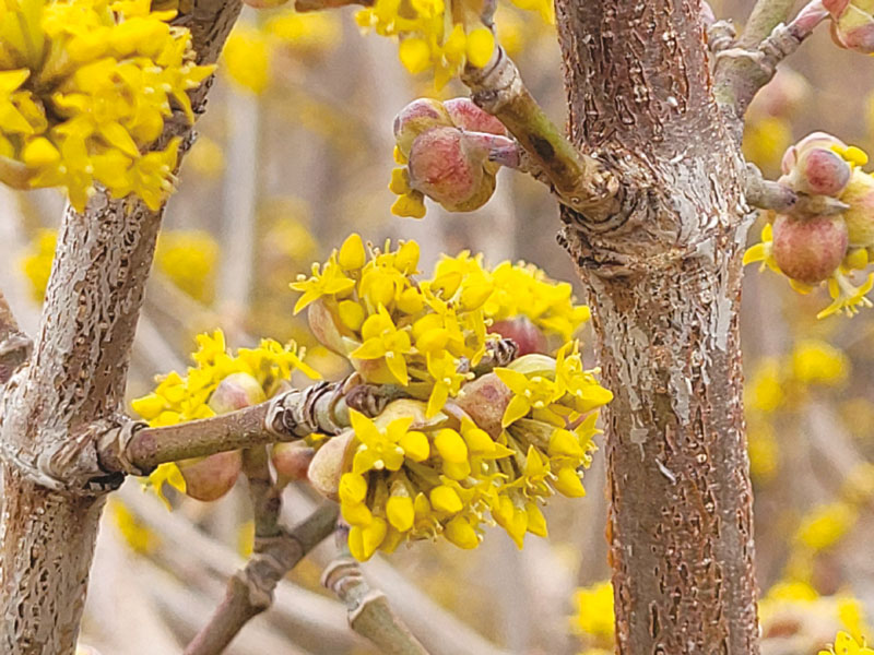 CORNUS mas ‘Spring Glory’ - boca-plantes.fr
