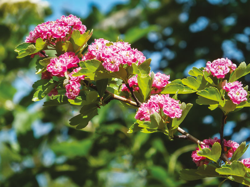 CRATAEGUS laevigata ‘Rosea Plena’ - boca-plantes.fr