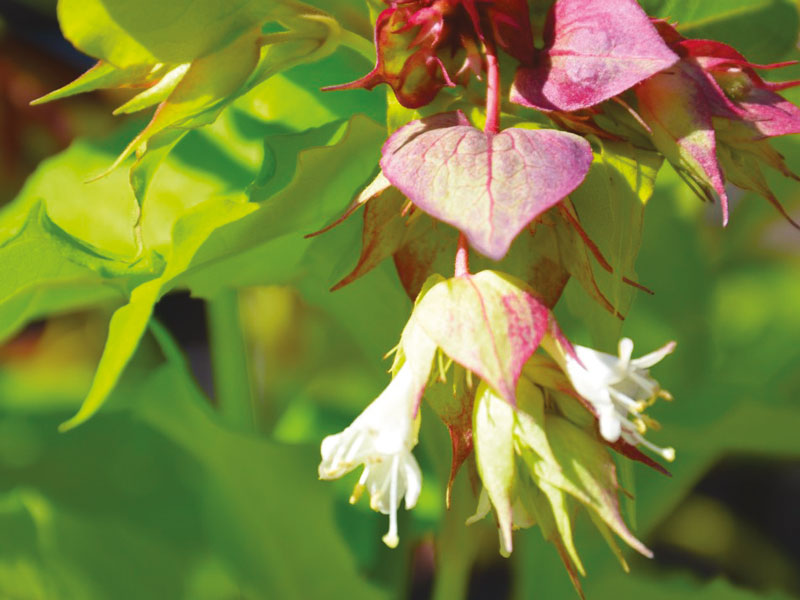 LEYCESTERIA formosa ‘Golden Lanterns’ - boca-plantes.fr