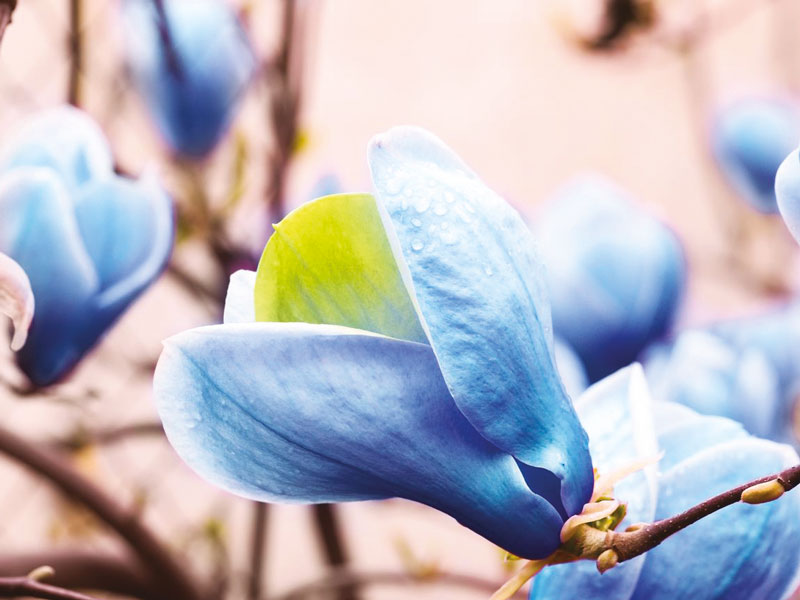 MAGNOLIA acuminata ‘Blue Opal’ - boca-plantes.fr