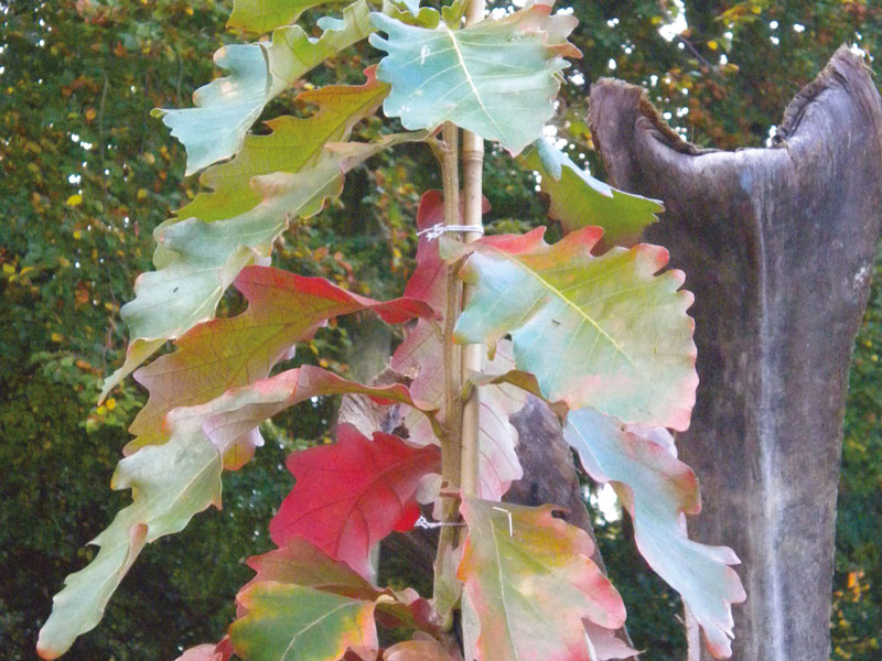 QUERCUS dentata ‘Carl Ferris Miller’ - boca-plantes.fr