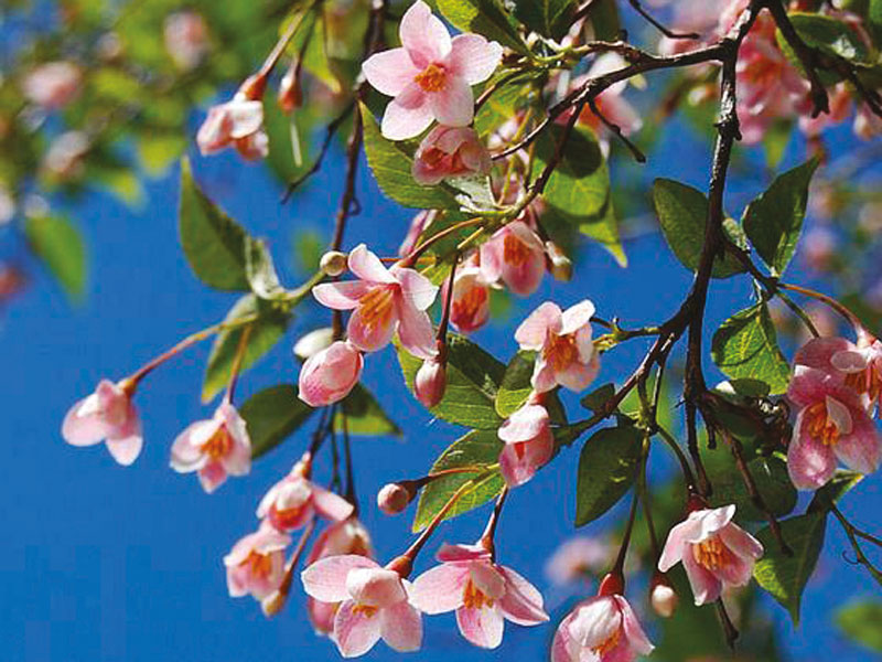 STYRAX japonica ‘Pink Chimes’ - boca-plantes.fr
