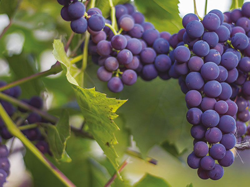 VIGNE ‘Isabelle’ - boca-plantes.fr