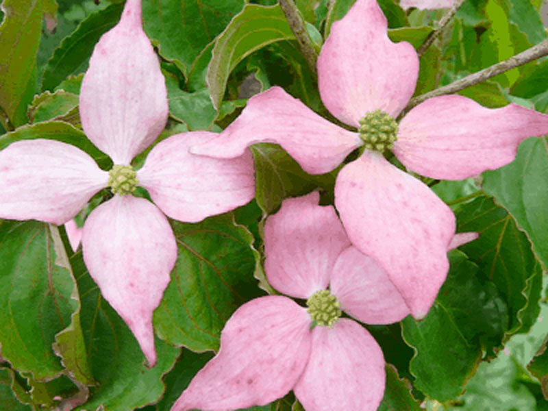 CORNUS kousa ‘Mount Fuji’ - boca-plantes.fr