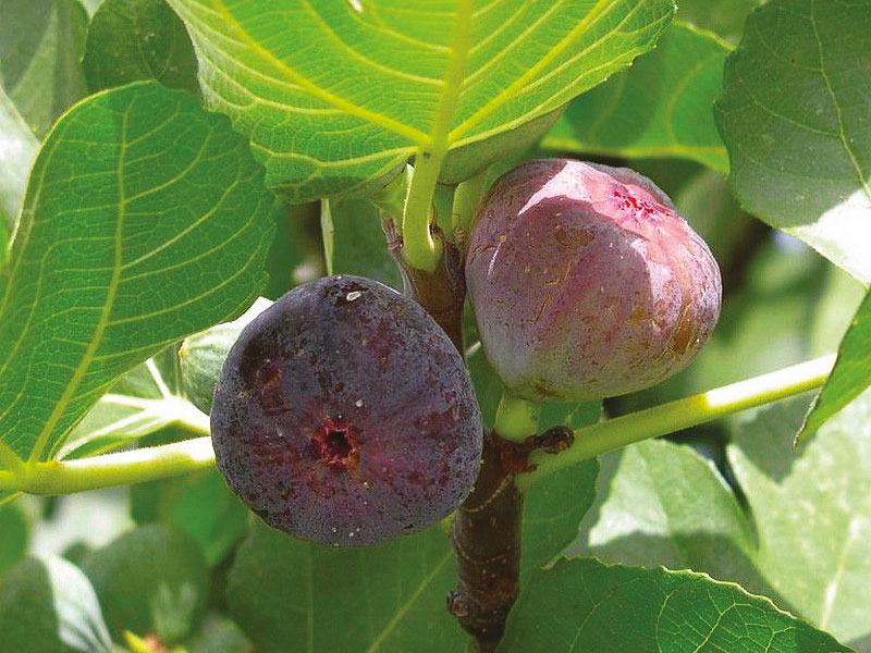FICUS carica ‘Rouge de Bordeaux’ = « Pastillière » - boca-plantes.fr