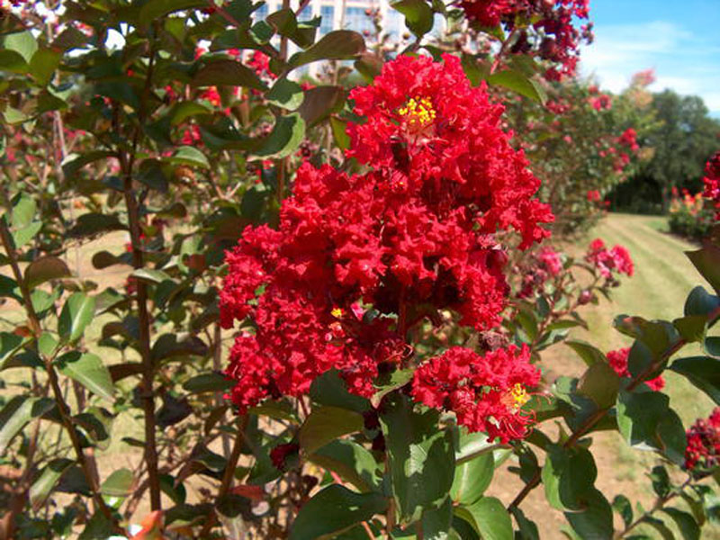 LAGERSTROEMIA indica ‘Double dynamite’ - boca-plantes.fr