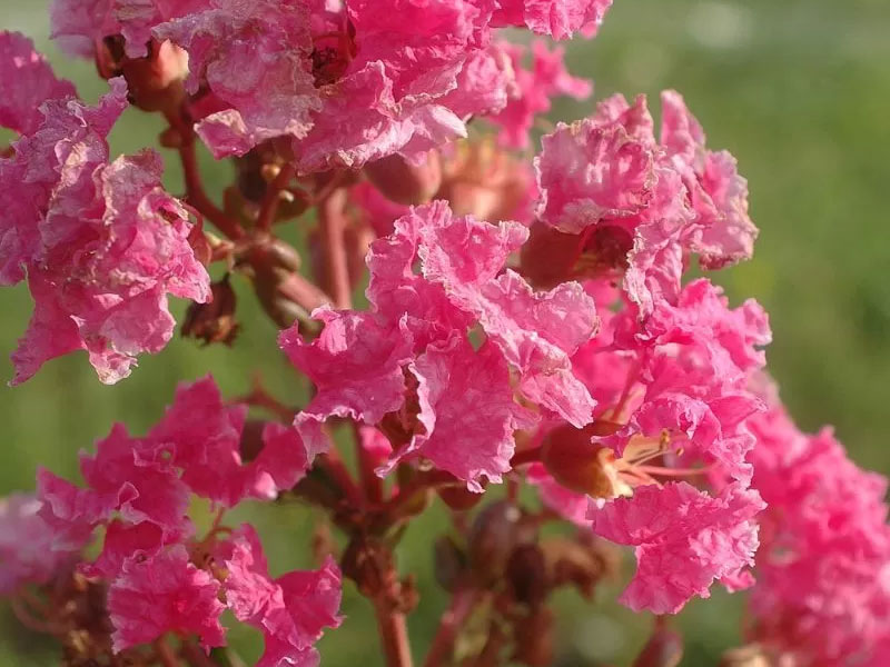 LAGERSTROEMIA indica ‘Rose selection’ - boca-plantes.fr