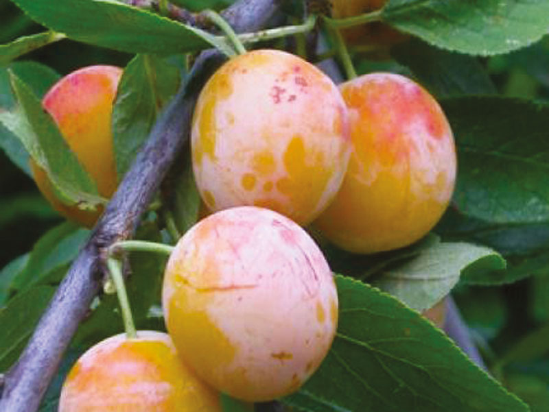 PRUNUS domestica ‘Mirabelle de Metz’ - boca-plantes.fr